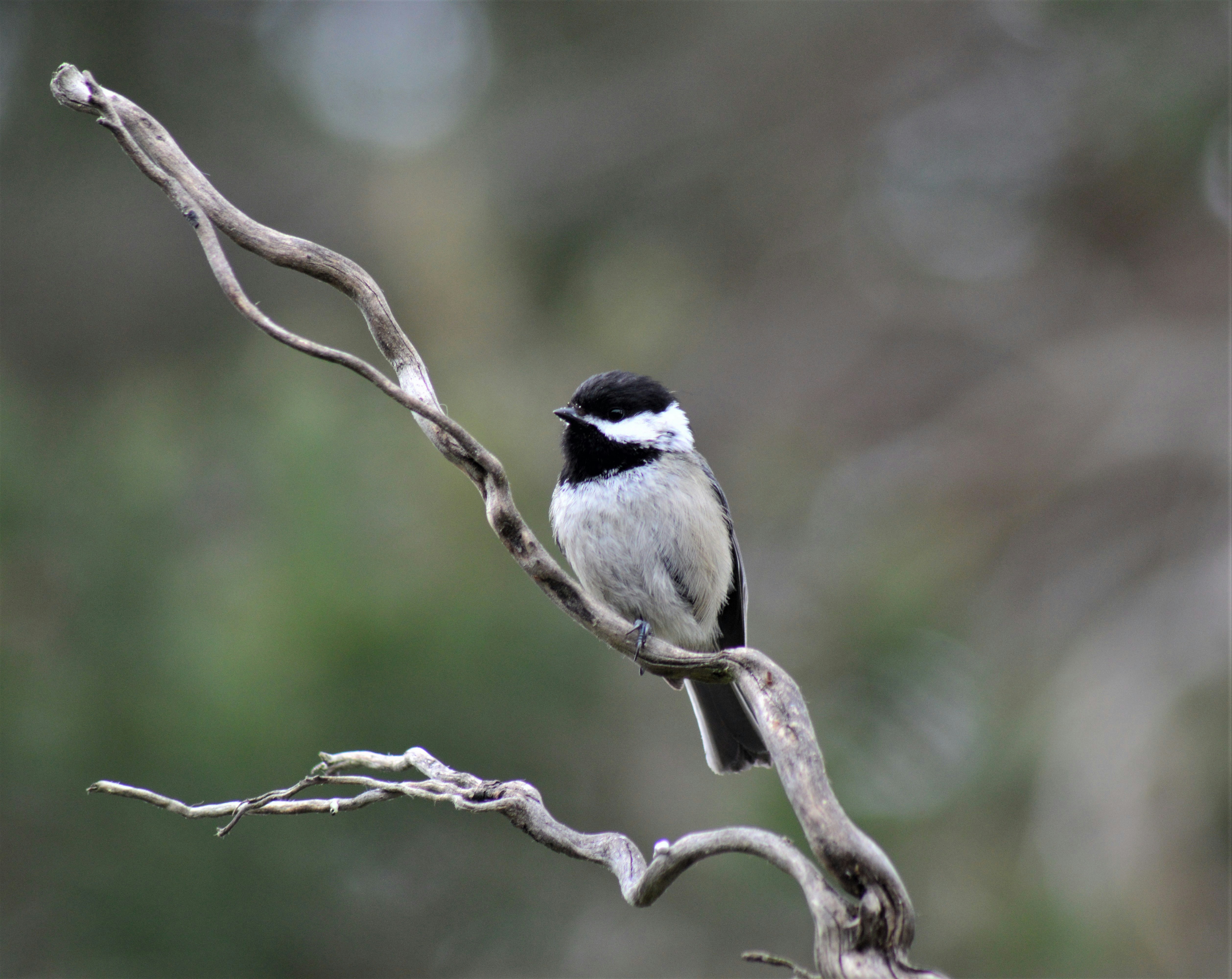 Naturalist Program: Beginner Bird Walk | City of Bloomington MN