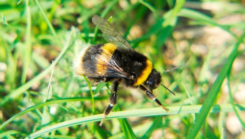 Help pollinators in your yard | City of Bloomington MN